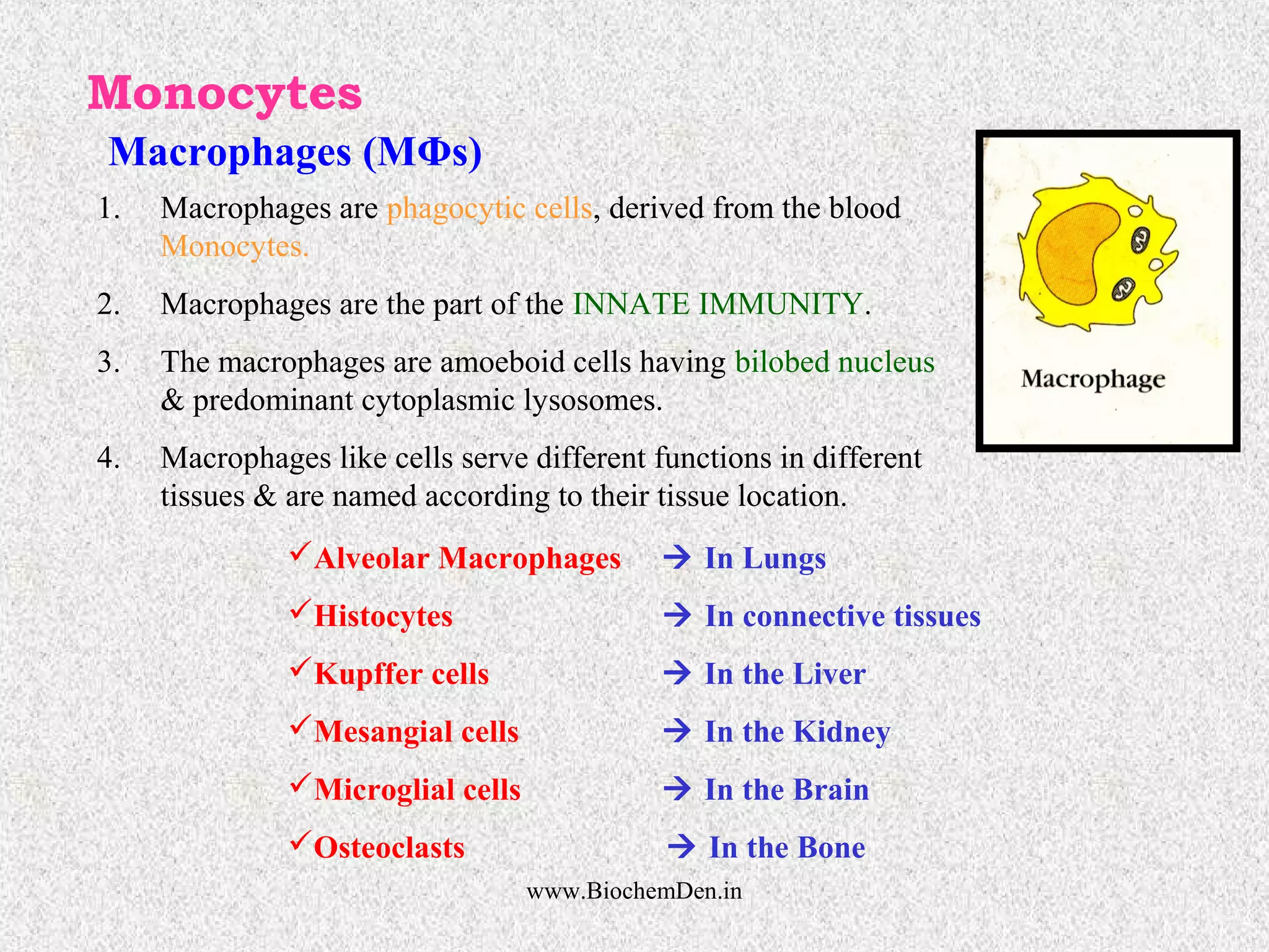 Cells of the immune system | PPT
