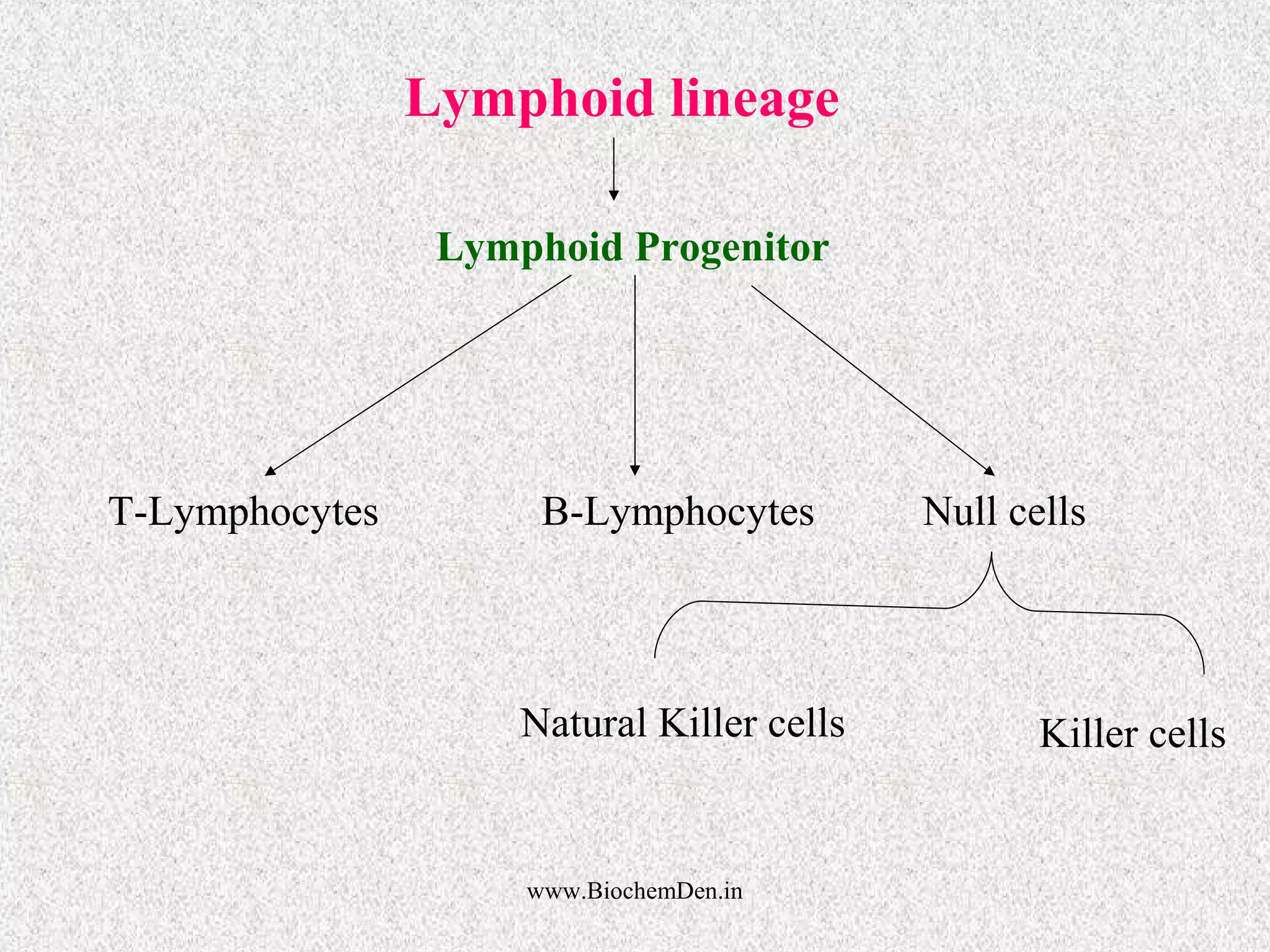 Cells of the immune system | PPT