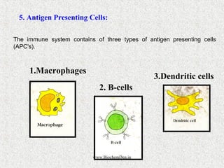 Cells of the immune system | PPT