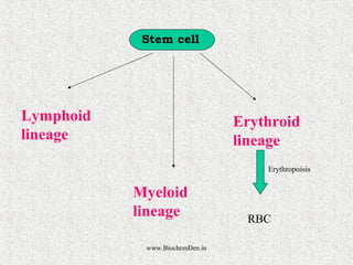 Cells of the immune system | PPT