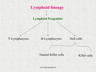 Cells of the immune system | PPT