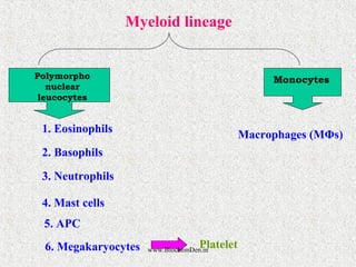 Cells of the immune system | PPT