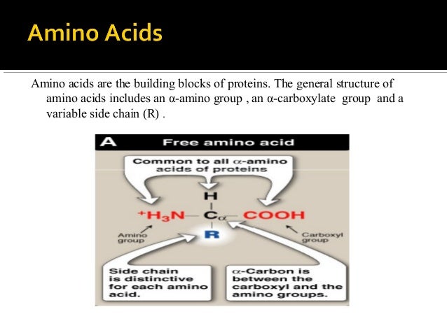 amino acids properties