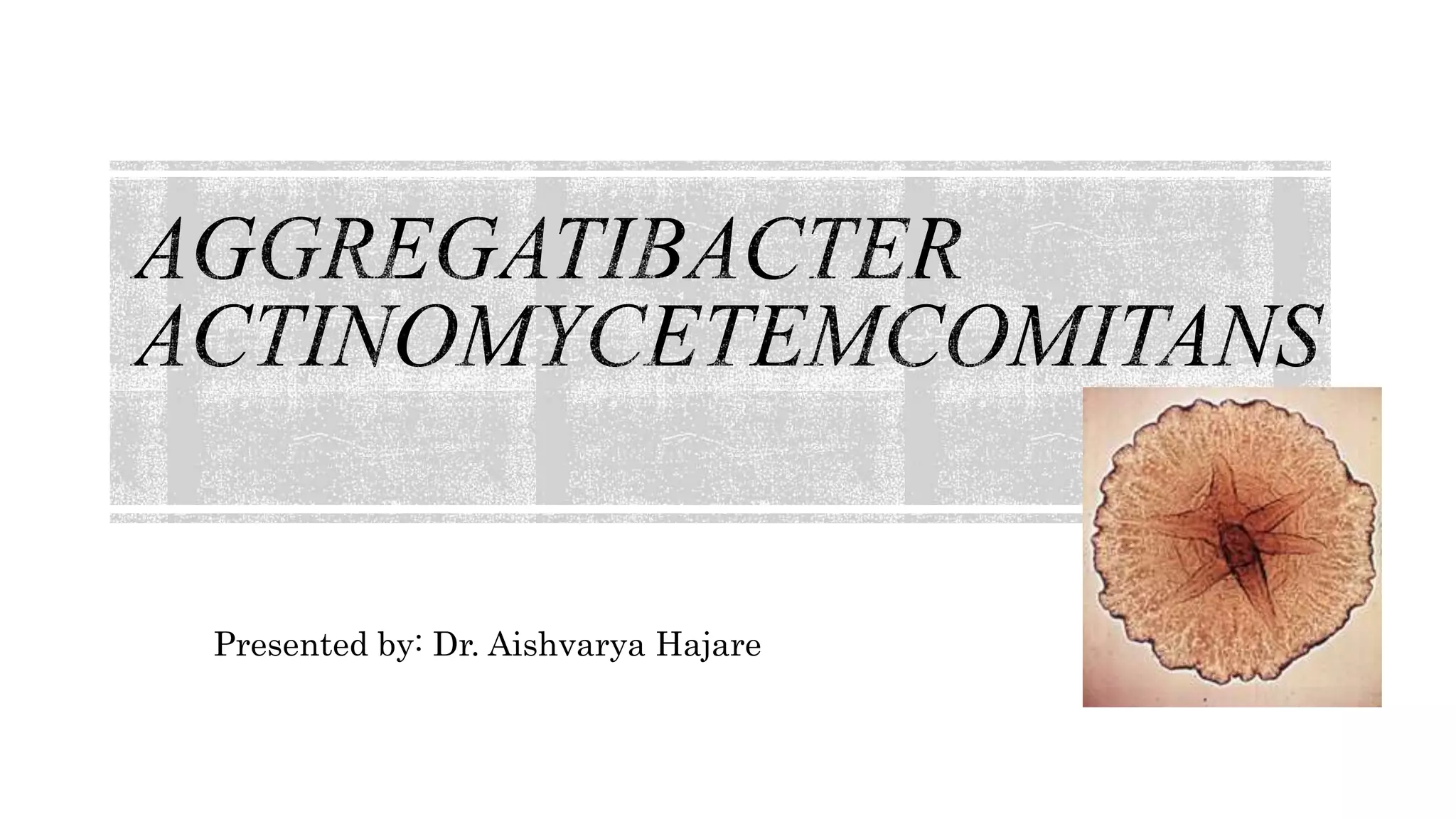 Aggregatibacter actinomycetemcomitans | PPTX