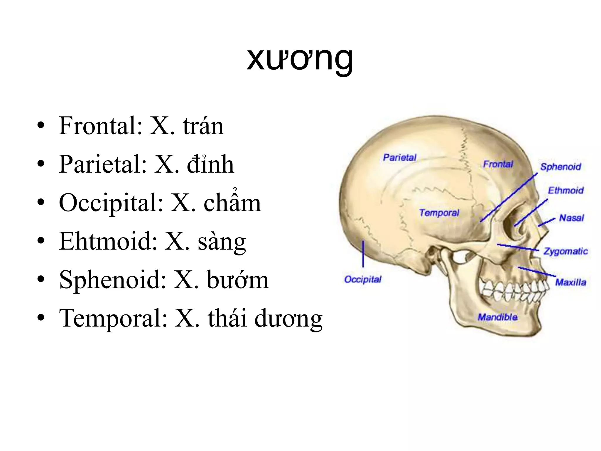 Thuật ngữ giải phẫu hệ thần kinh và ứng dụng CT | PPT