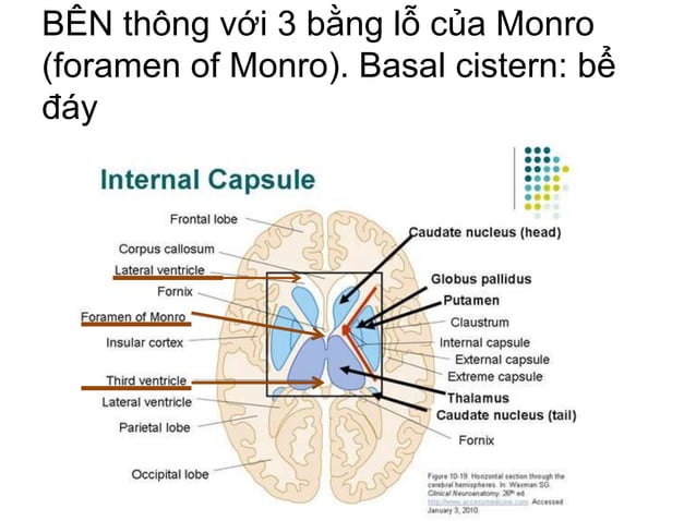 Thuật ngữ giải phẫu hệ thần kinh và ứng dụng CT | PPT