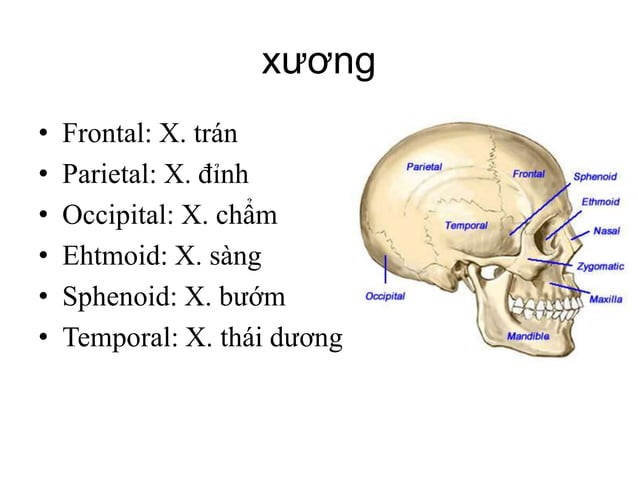 Thuật ngữ giải phẫu hệ thần kinh và ứng dụng CT | PPT