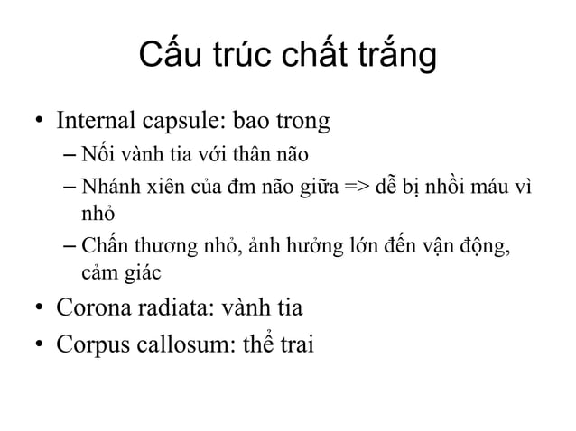 Thuật ngữ giải phẫu hệ thần kinh và ứng dụng CT | PPT