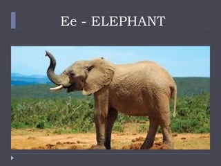 Letters of the Alphabet (Aa - Zz).pptx | Africa Travel | Travel Locations