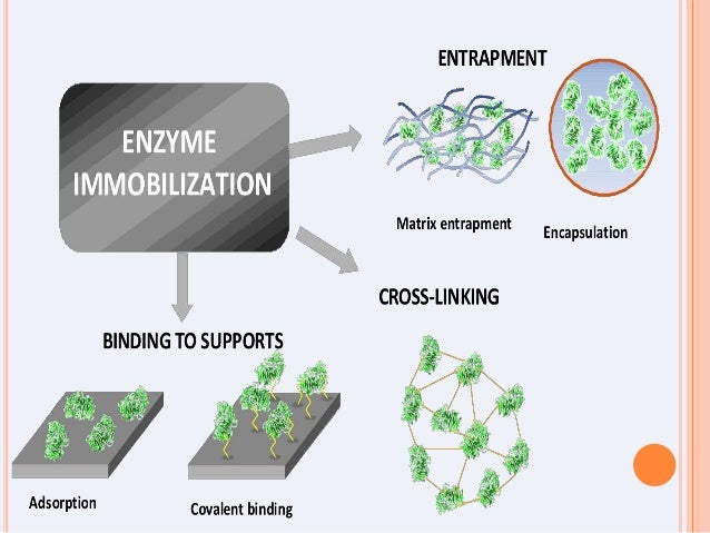 Enzyme Immobilization_ 2