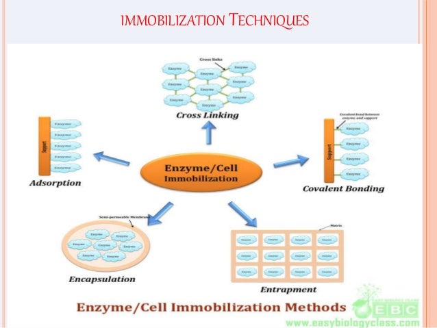 Enzyme Immobilization_ 2