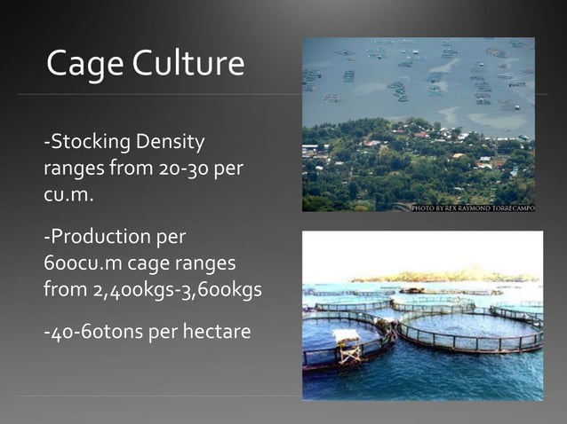 Keys to Successful Milkfish Farming, Fiji Islands | PPT