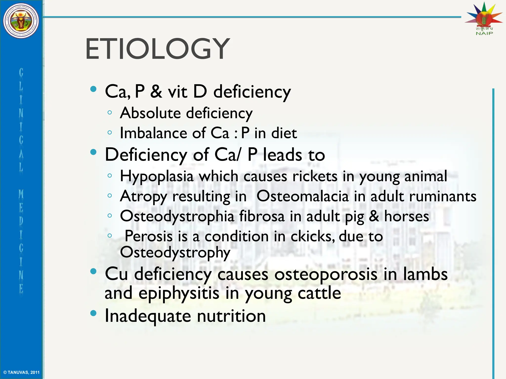 Osteodystrophia_fibrosa.ppt in livestock | PPT