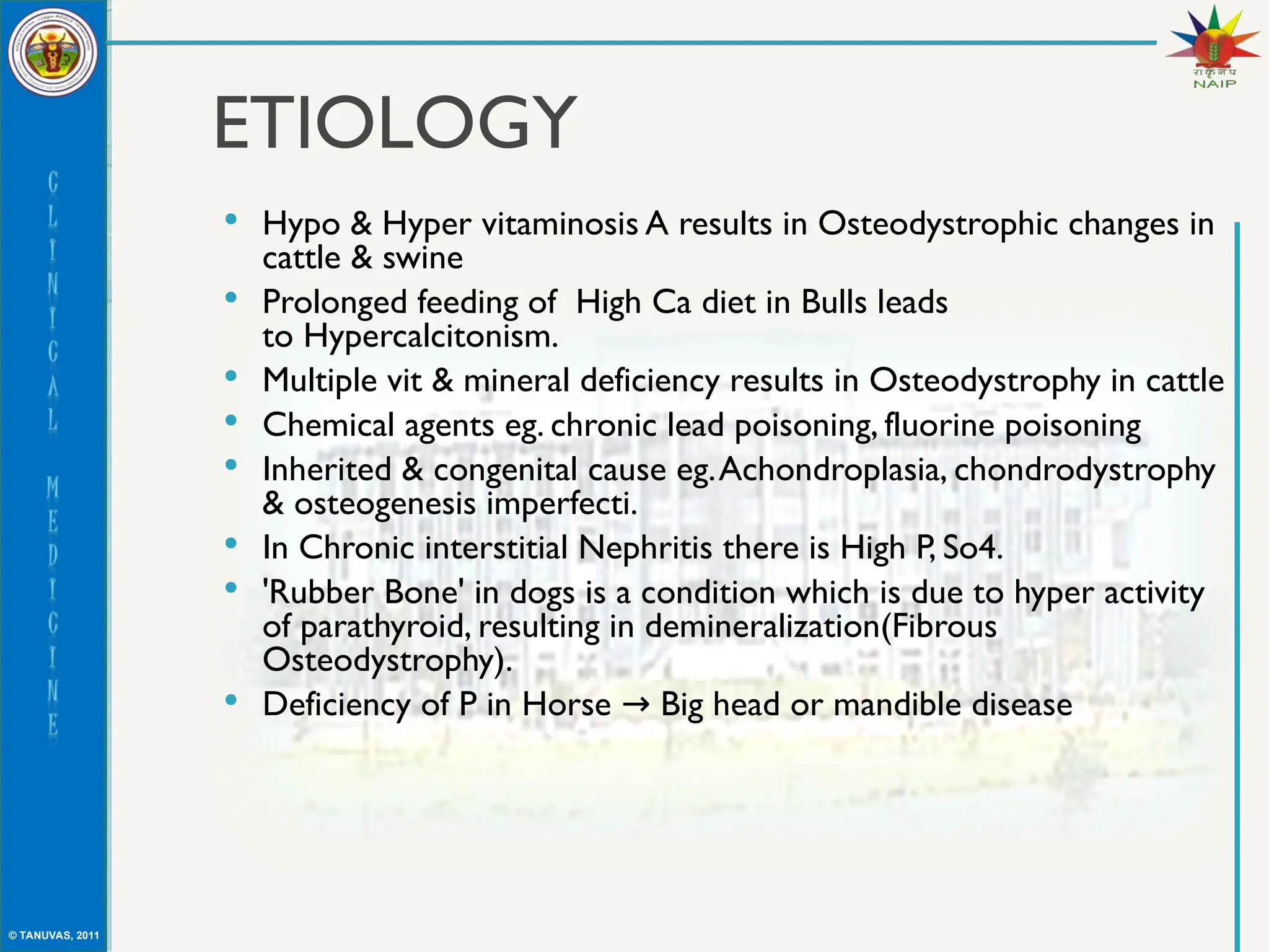 Osteodystrophia_fibrosa.ppt in livestock | PPT