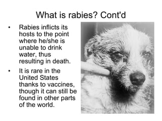 Rabies | PPT