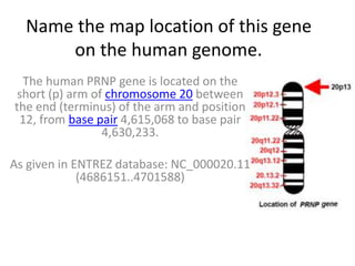 Prion Protein | PPTX | Brain and Nervous System Disorders | Diseases ...
