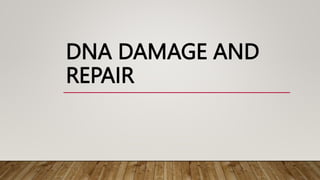 DNA damage and repair and complete processes include in it. | PPTX