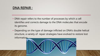 DNA damage and repair and complete processes include in it. | PPTX