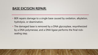 DNA damage and repair and complete processes include in it. | PPTX