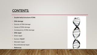 DNA damage and repair and complete processes include in it. | PPTX
