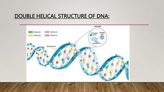 DNA damage and repair and complete processes include in it. | PPTX