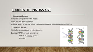 DNA damage and repair and complete processes include in it. | PPTX