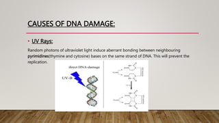 DNA damage and repair and complete processes include in it. | PPTX