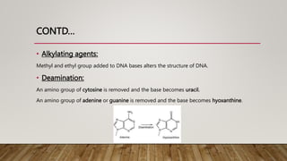 DNA damage and repair and complete processes include in it. | PPTX