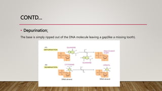 DNA damage and repair and complete processes include in it. | PPTX