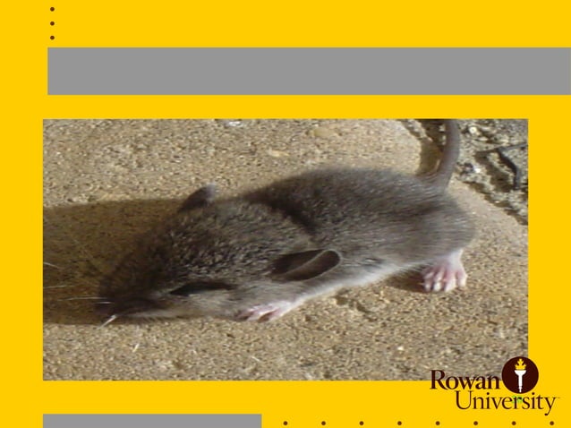 Rowan Intro to Advertising BIG Lecture No. 1 | PPT