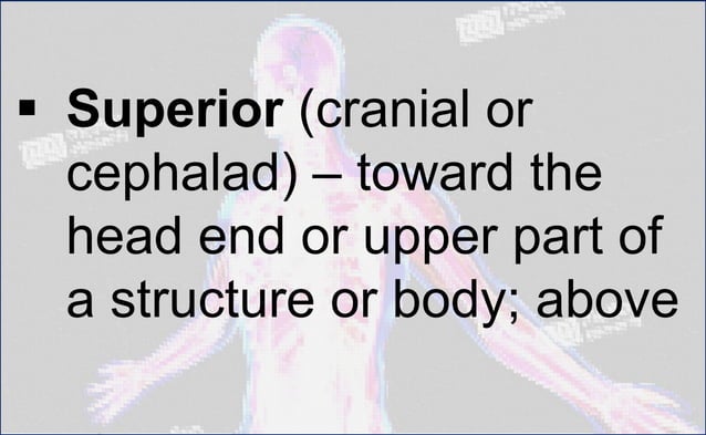 Aaa anatomy and physiology | PPTX