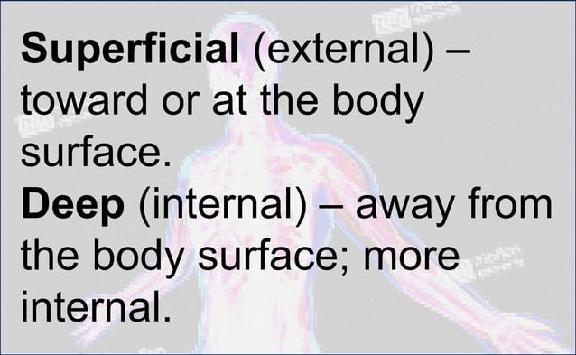 Aaa anatomy and physiology | PPTX