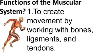 Aaa stem muscular system power point | PPTX