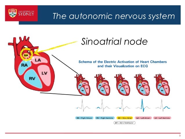 The autonomic nervous system Sinoatrial