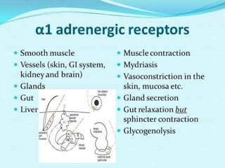 antiadrenergic agents | PPT