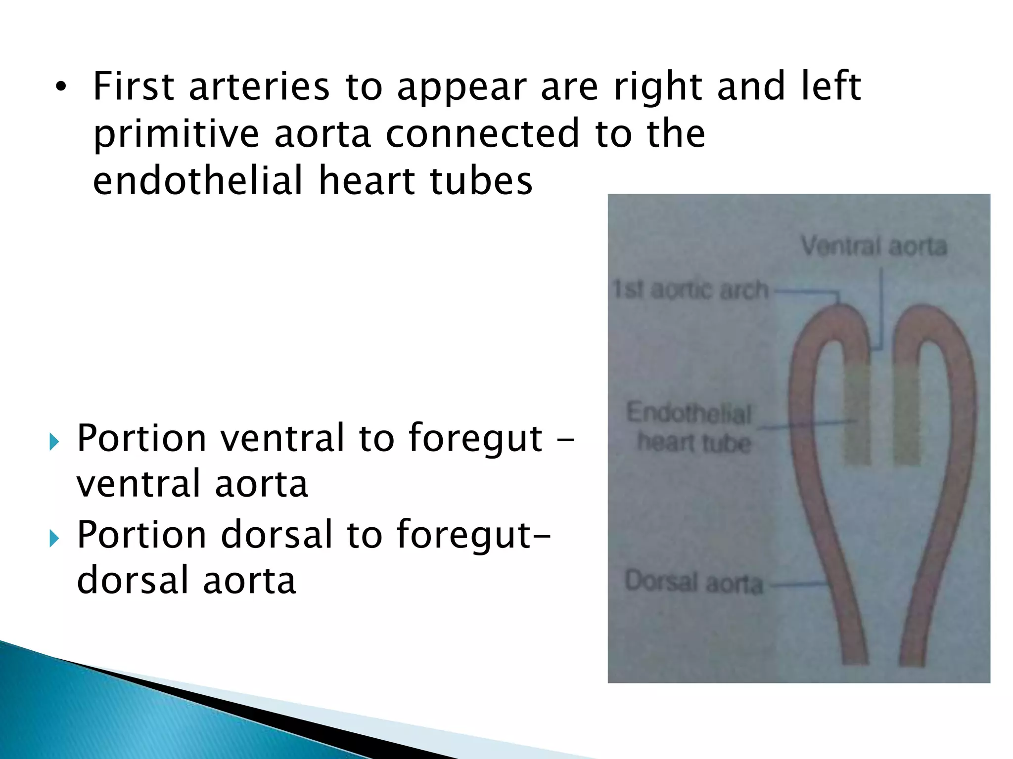Aortic arch final.ppt