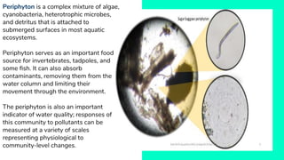 Importance of biofilm biofloc and pheriphytons in aquatic health ...