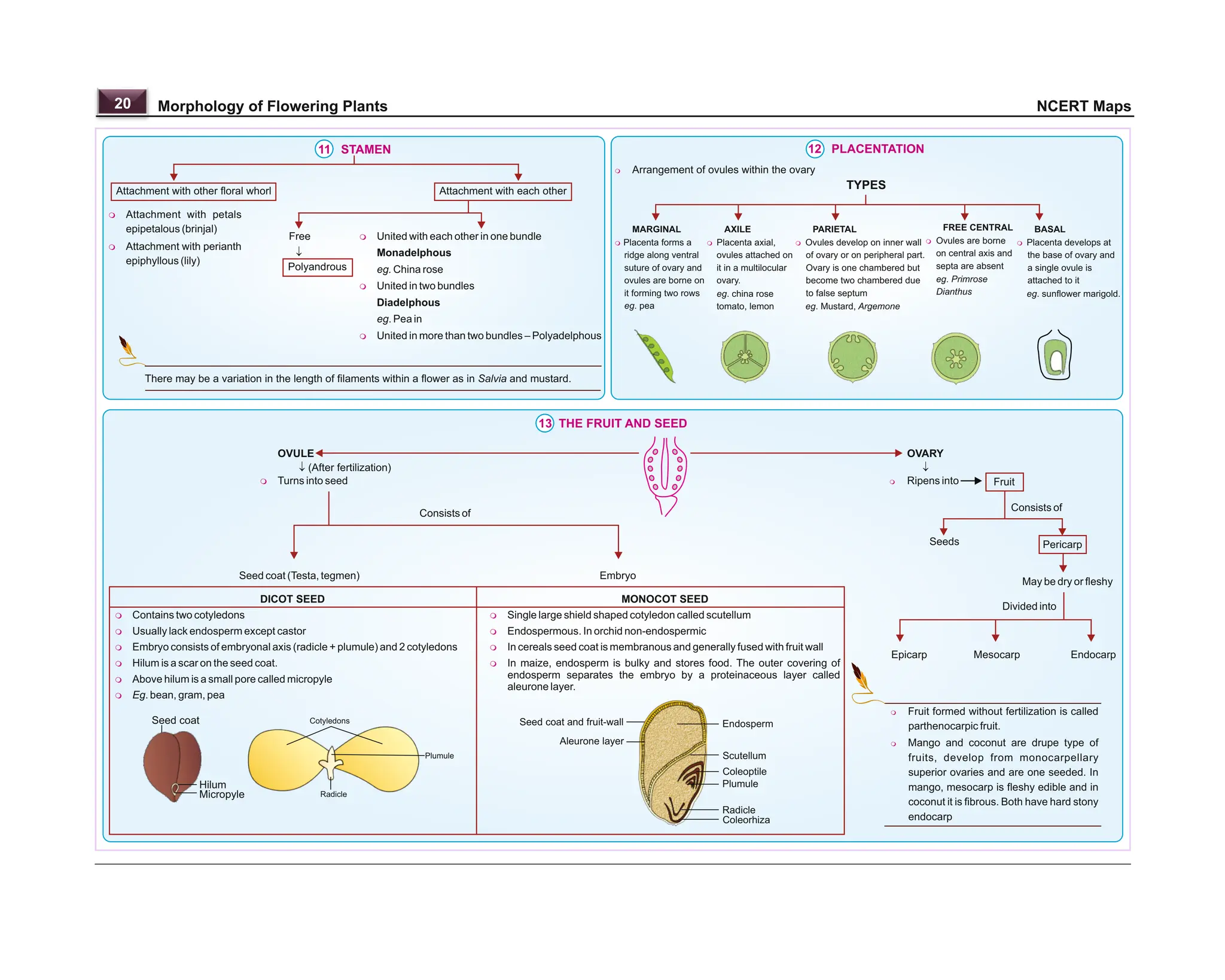 BIOLOGY NEET Mind Map FOR 360 (BOTANY).pdf