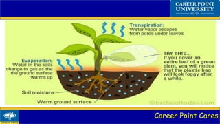Role of water in plants | PPTX