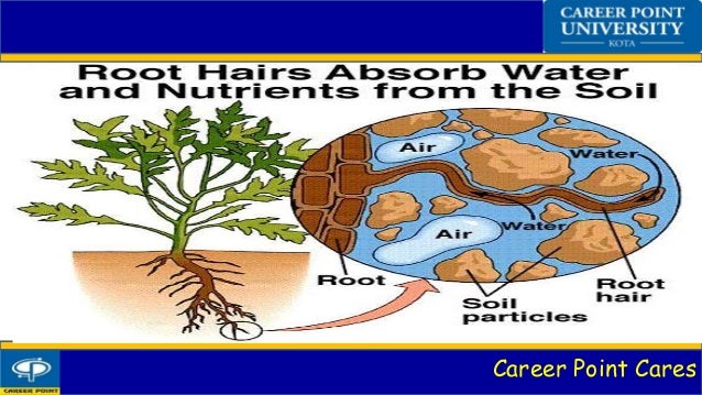 Role of water in plants