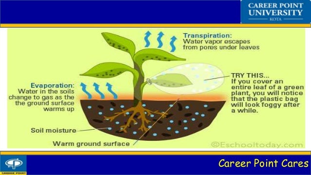 Role of water in plants