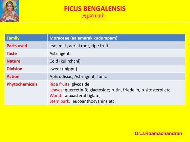 Aalamaram | PPT | Herbs and Supplements | Alternative Medicine