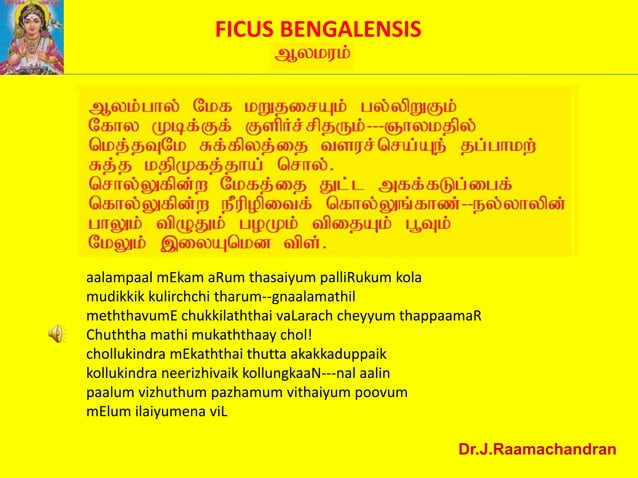 Aalamaram | PPT | Herbs and Supplements | Alternative Medicine