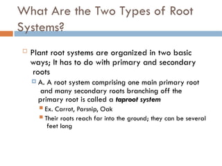 Anatomy of Angiosperms beginners Lec 3.pptx