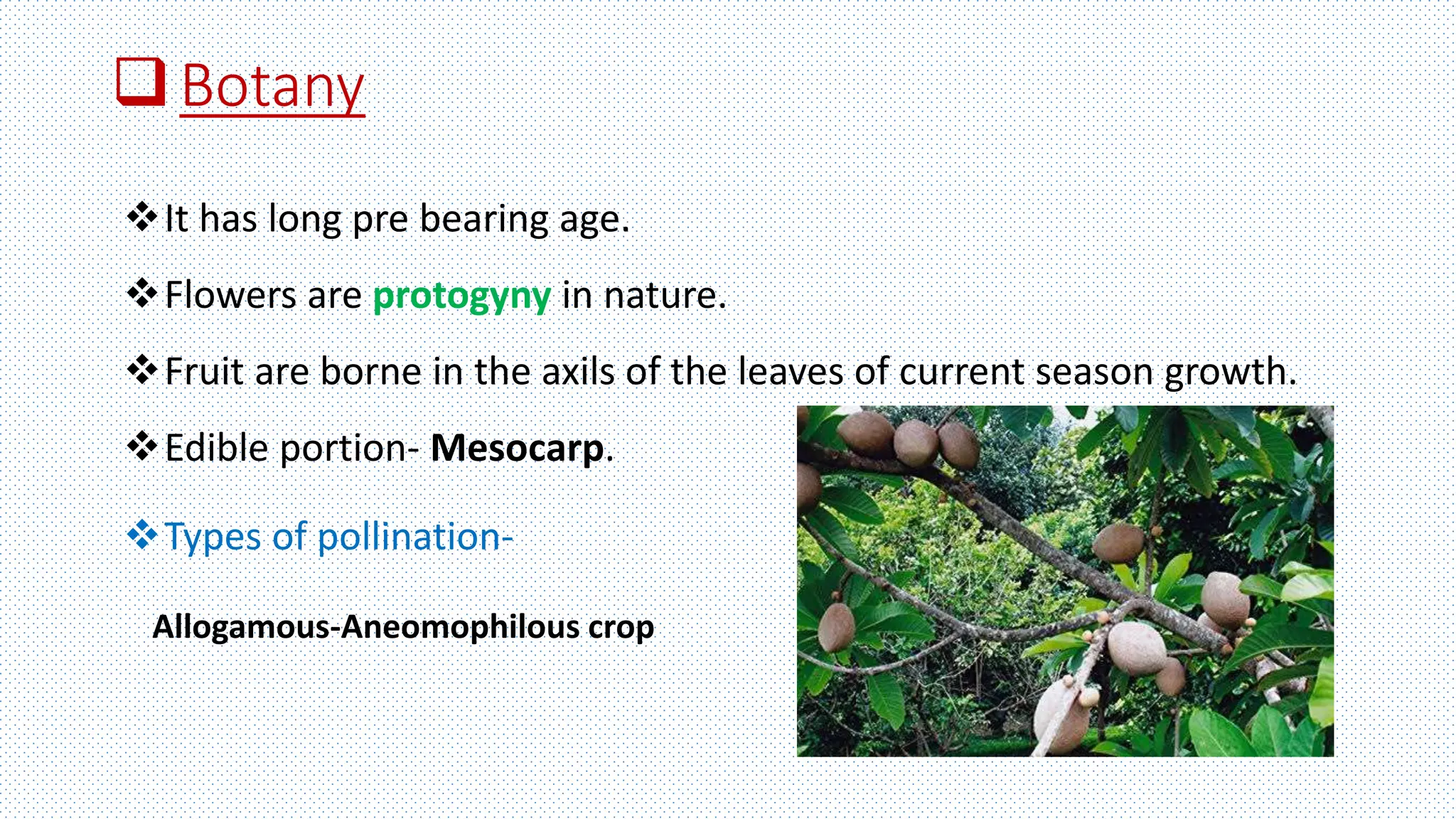 sapota cultivation | PPTX