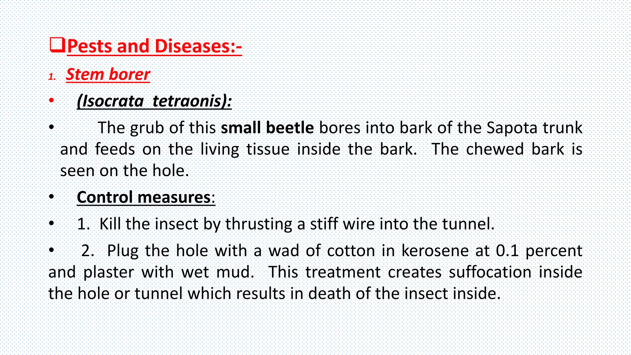 sapota cultivation | PPTX