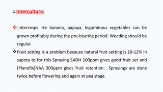 sapota cultivation | PPTX