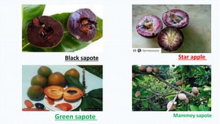 sapota cultivation | PPTX