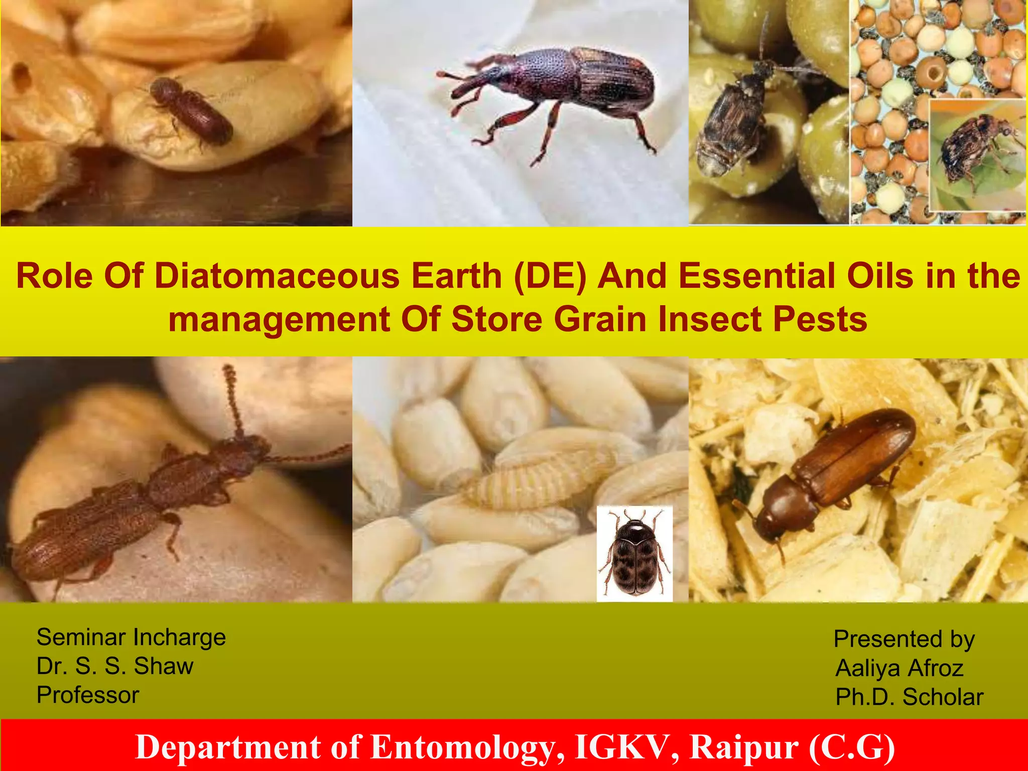 Role Of Diatomaceous Earth (DE) And Essential Oils in the management Of ...