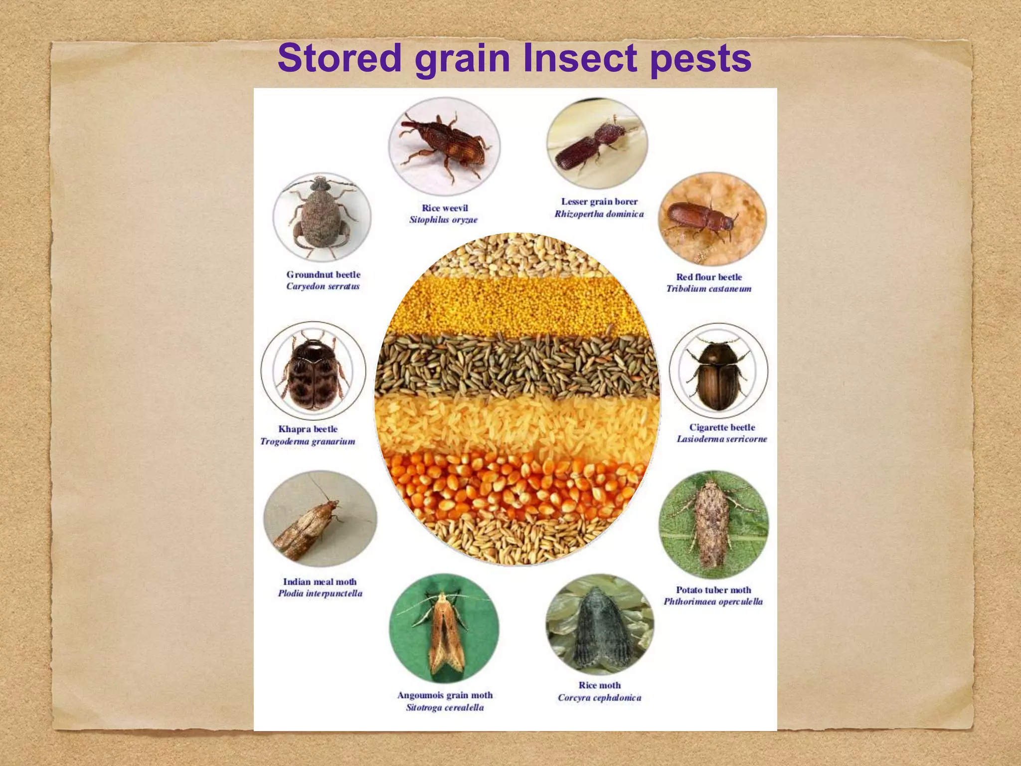 Role Of Diatomaceous Earth (DE) And Essential Oils in the management Of Store Grain Insect Pests ...